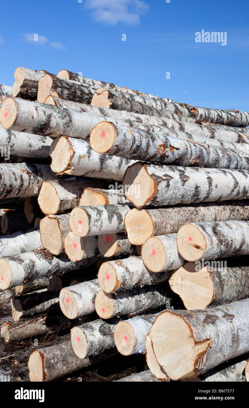 Stack wood felled birch hi-res stock photography and images - Alamy