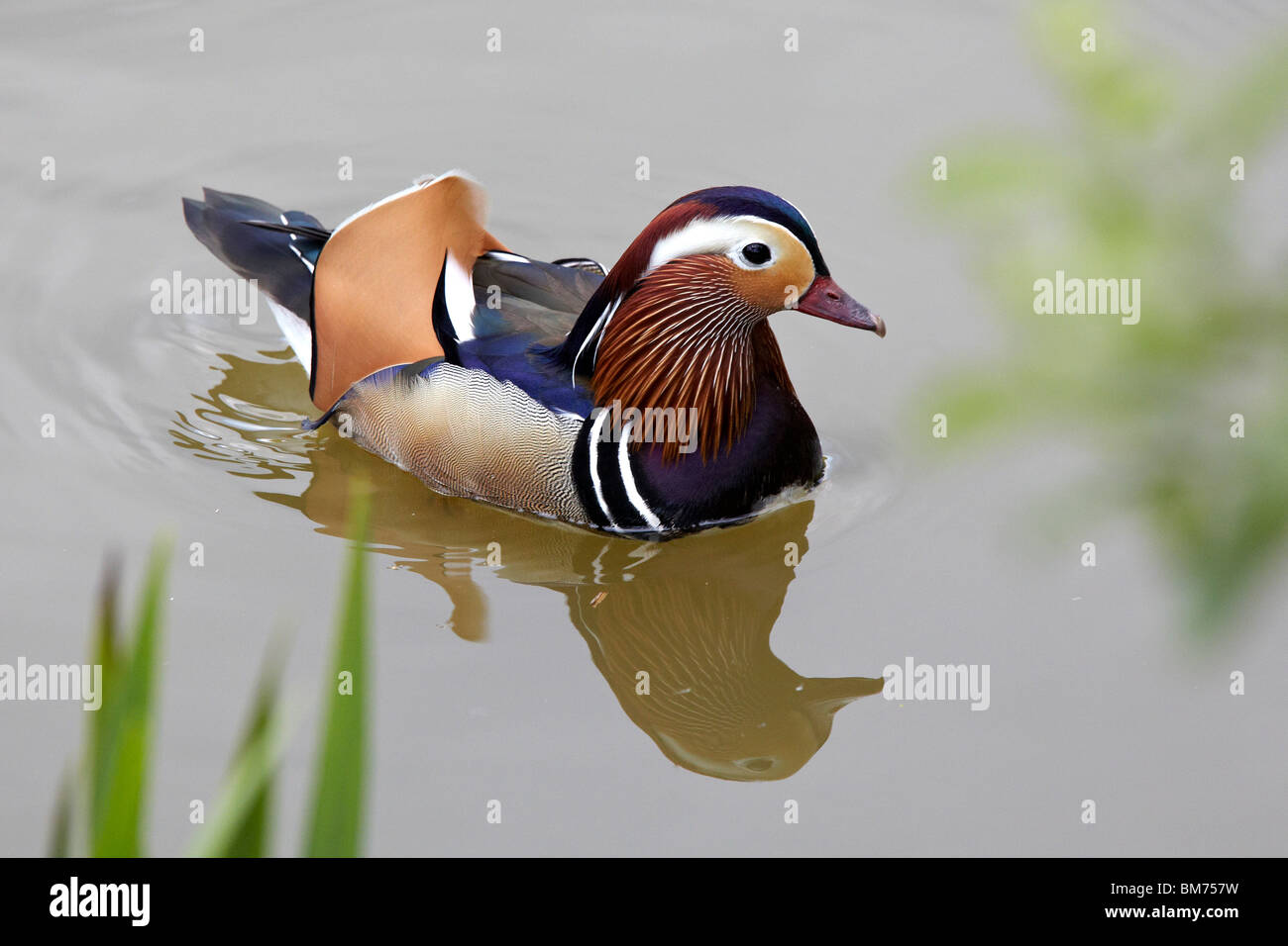 Mandarin Duck male Stock Photo - Alamy