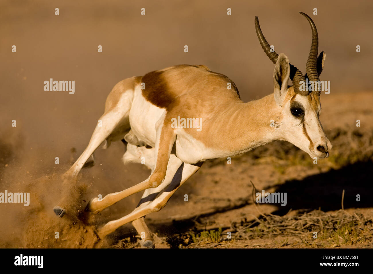 Springbok running action Stock Photo - Alamy