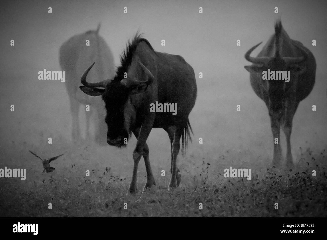 Walking after Black and White Stock Photos & Images - Alamy