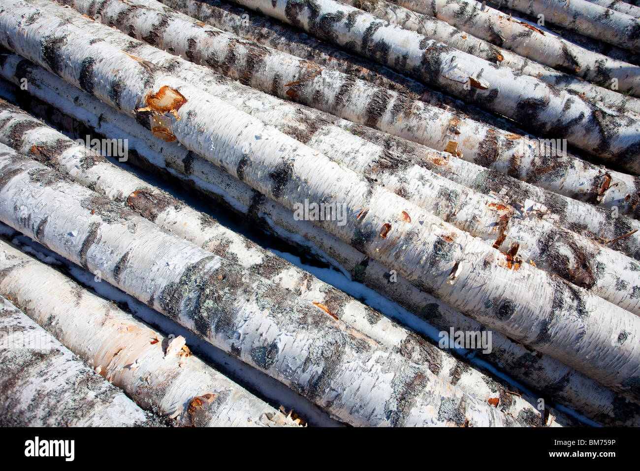 closeup of Birch ( betula ) logs in a pile , Finland Stock Photo - Alamy