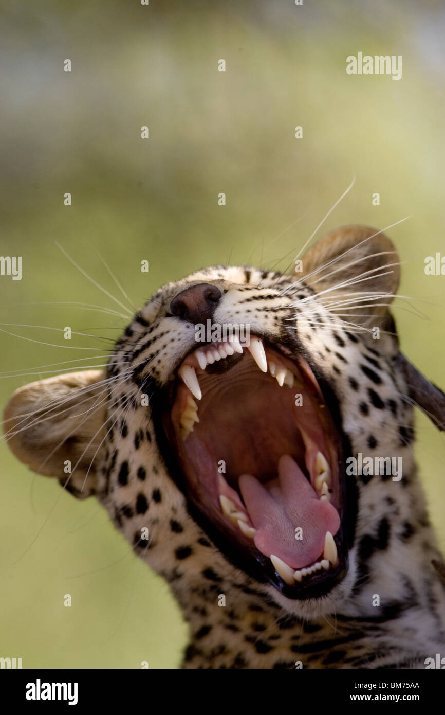 Yawning young Leopard Stock Photo - Alamy