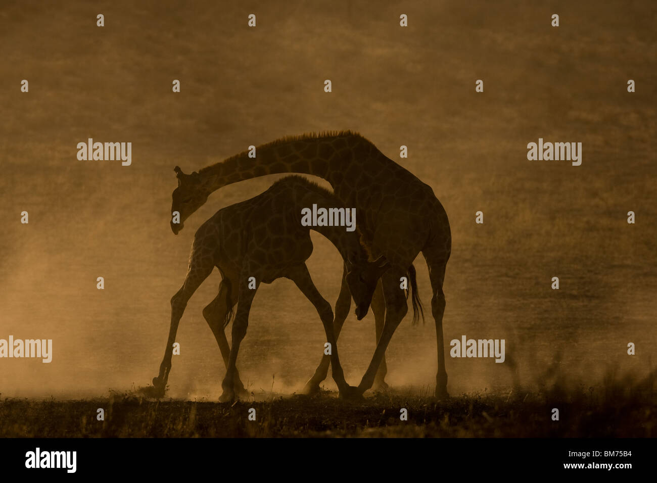 Giraffe fight hi-res stock photography and images - Alamy