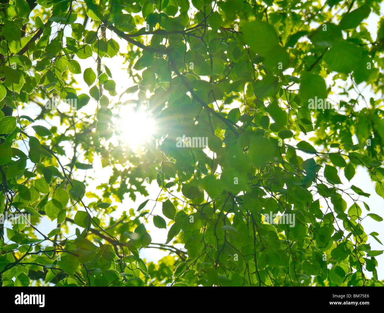 sun through the leaves Stock Photo - Alamy