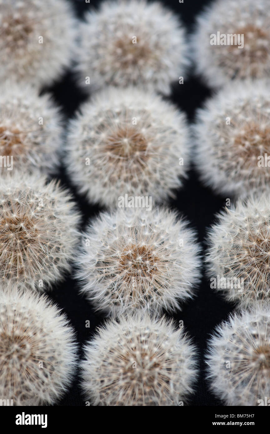 Dandelion seed heads pattern on a black background Stock Photo - Alamy