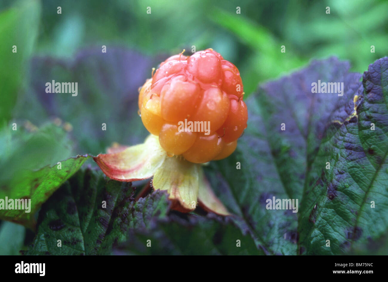 Cloudberry plants hi-res stock photography and images - Alamy