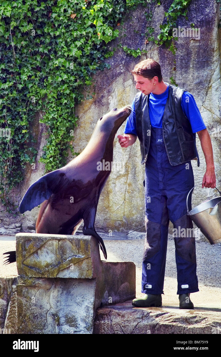 Sealion feeding hi-res stock photography and images - Alamy