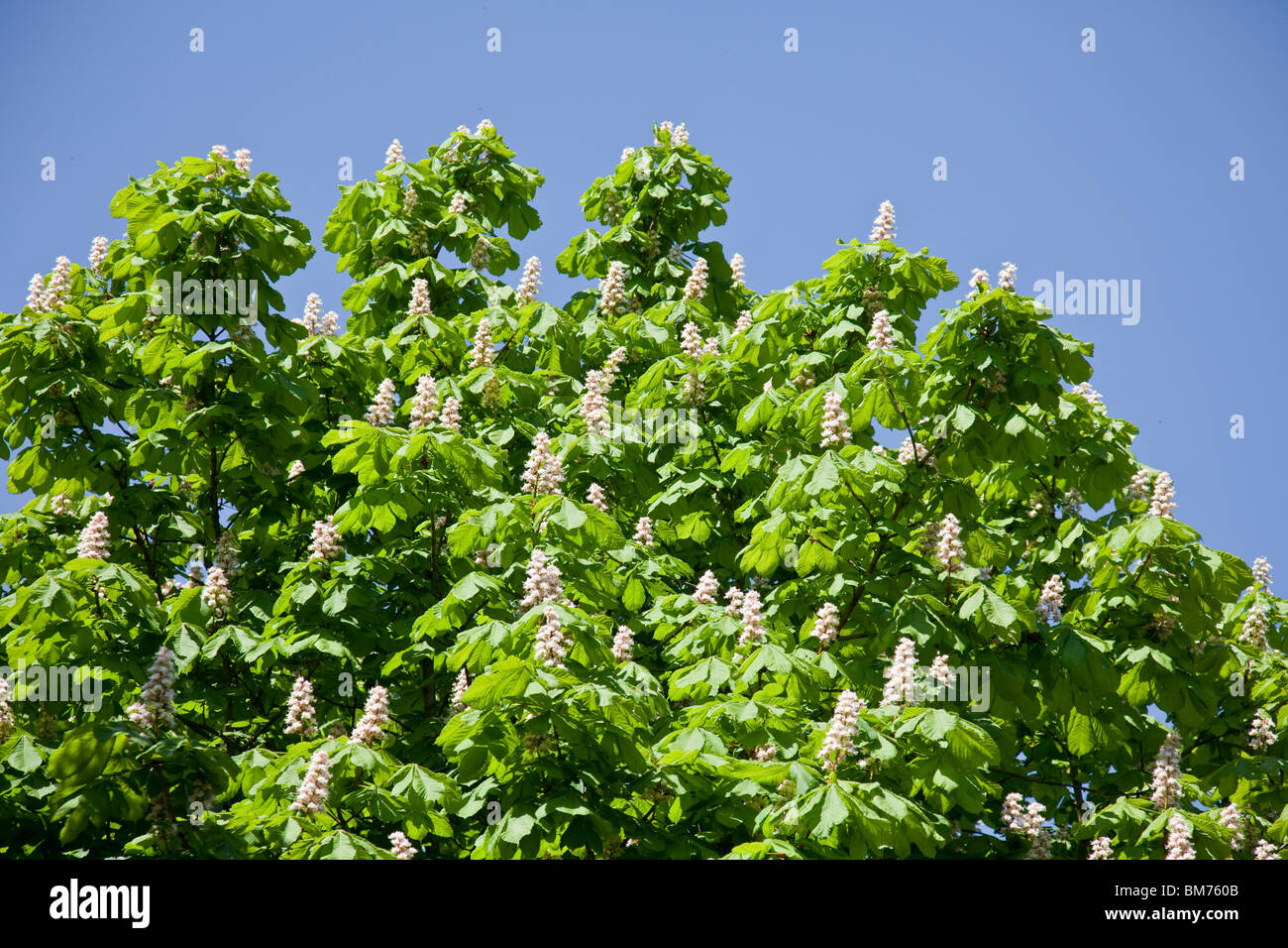 Pannicles hi-res stock photography and images - Alamy