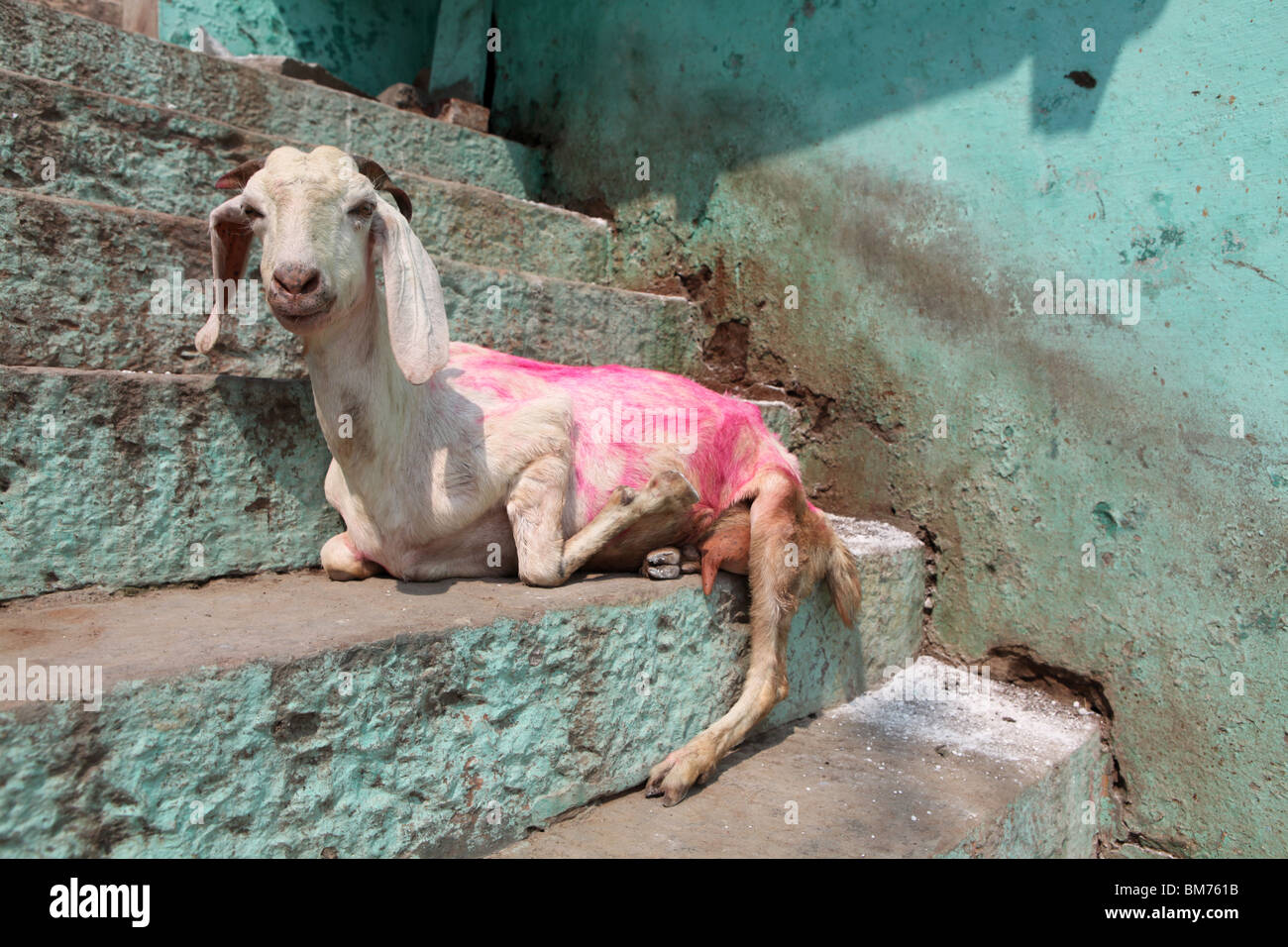The pink goat hi-res stock photography and images - Alamy