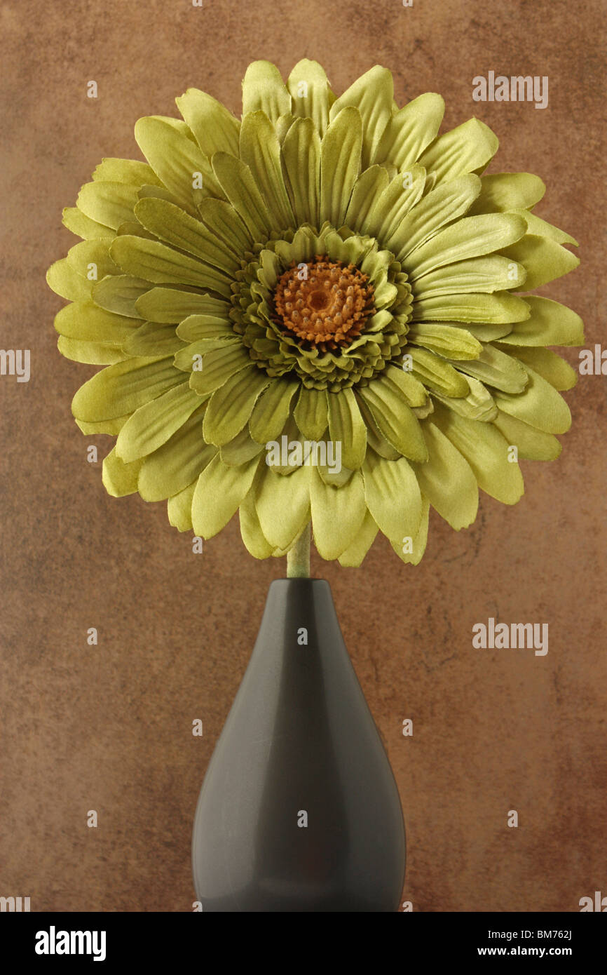A single olive green flower in a black vase set against a brown ...