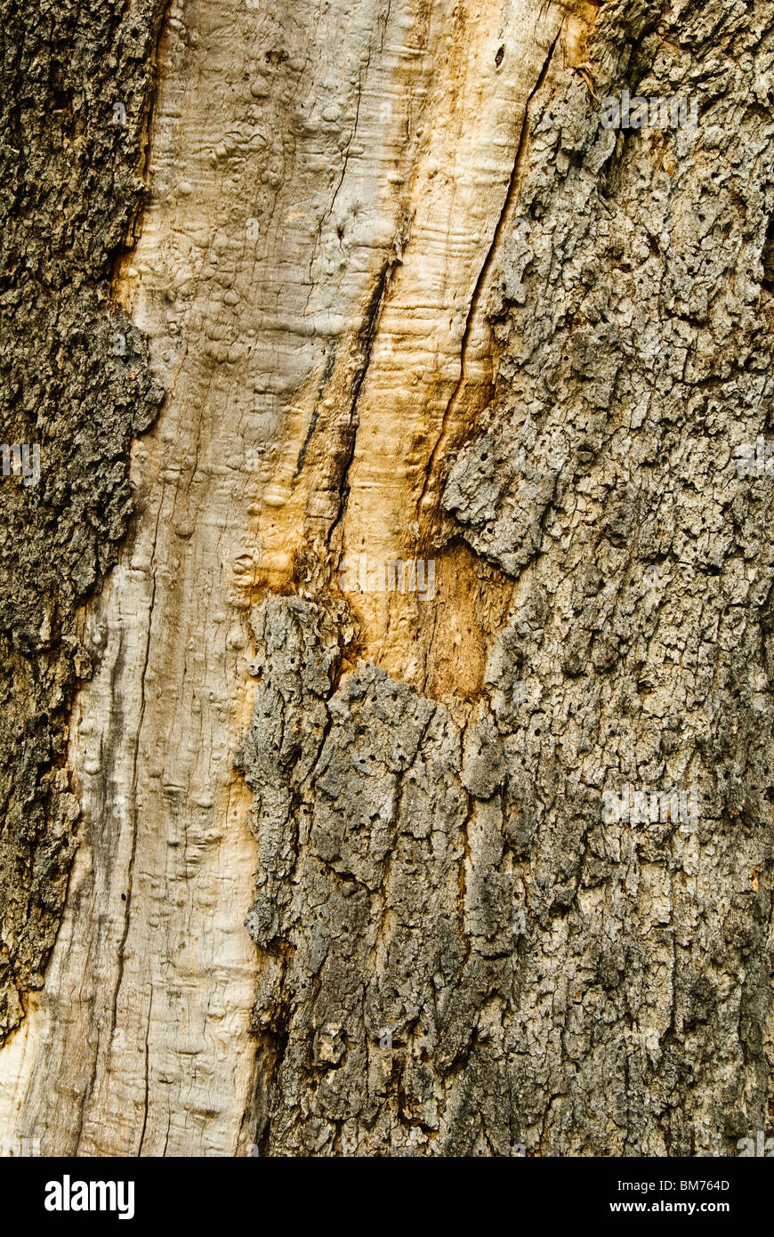 Tree Bark Detail, National Cemetery, Winchester, Frederick County ...