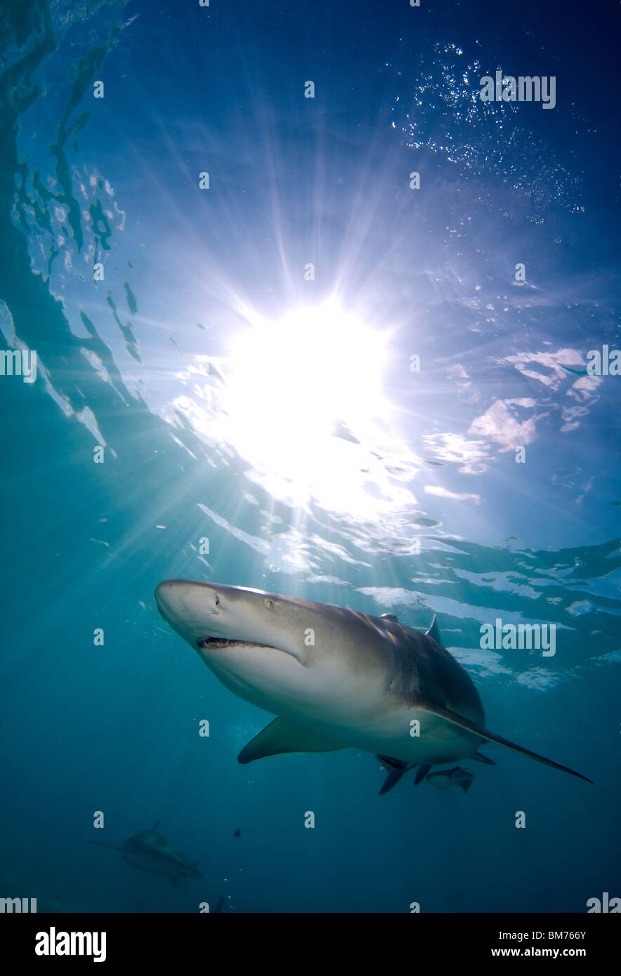 Lemon shark hi-res stock photography and images - Alamy