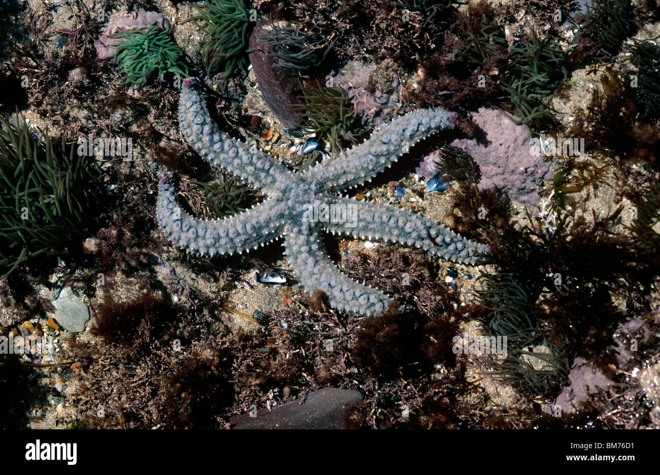 Spiny starfish (Marthasterias glacialis) in a large rockpool on the ...
