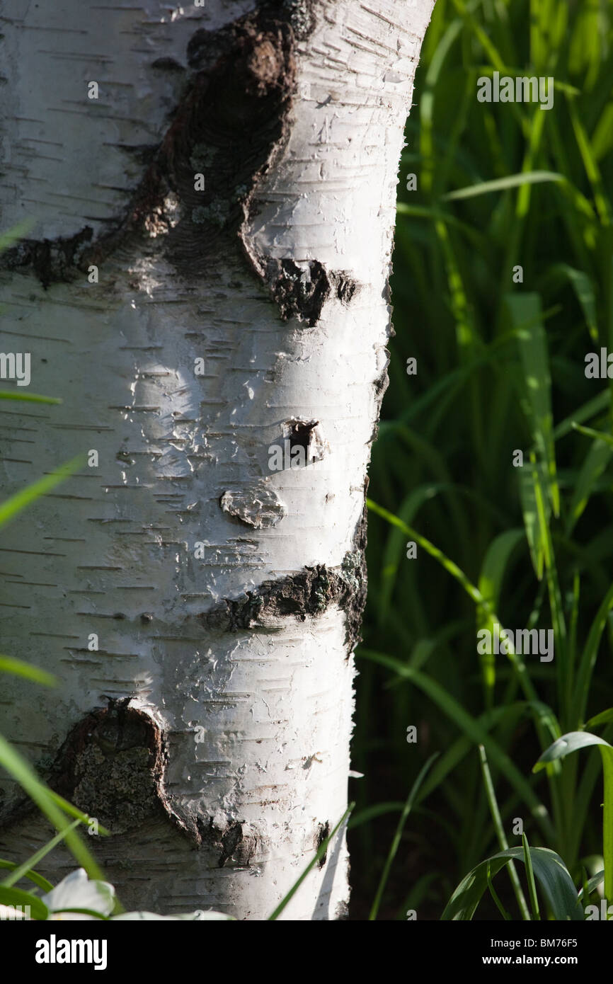 Trunk of birch Stock Photo - Alamy