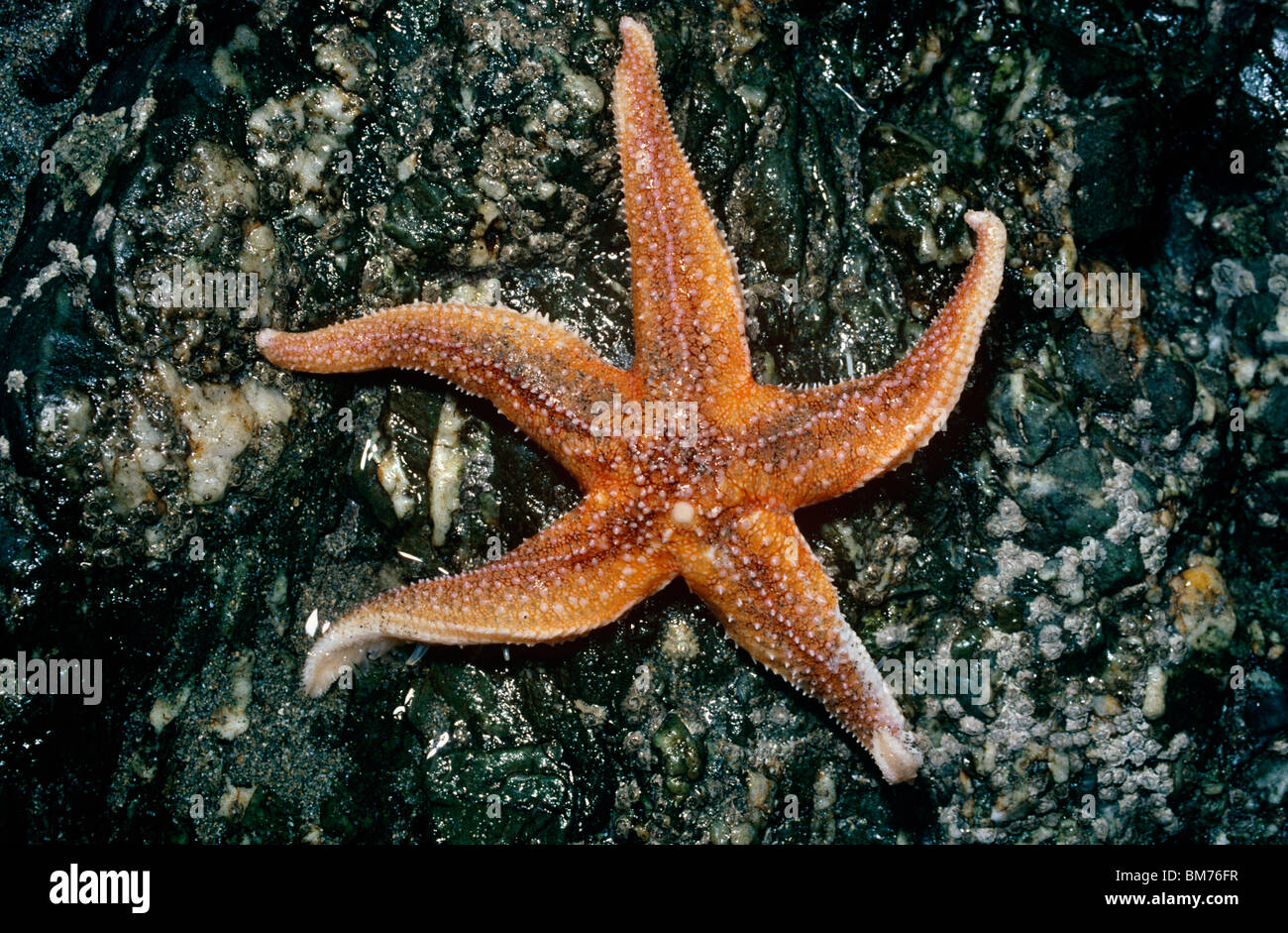 Common starfish asterias rubens on hi-res stock photography and images ...
