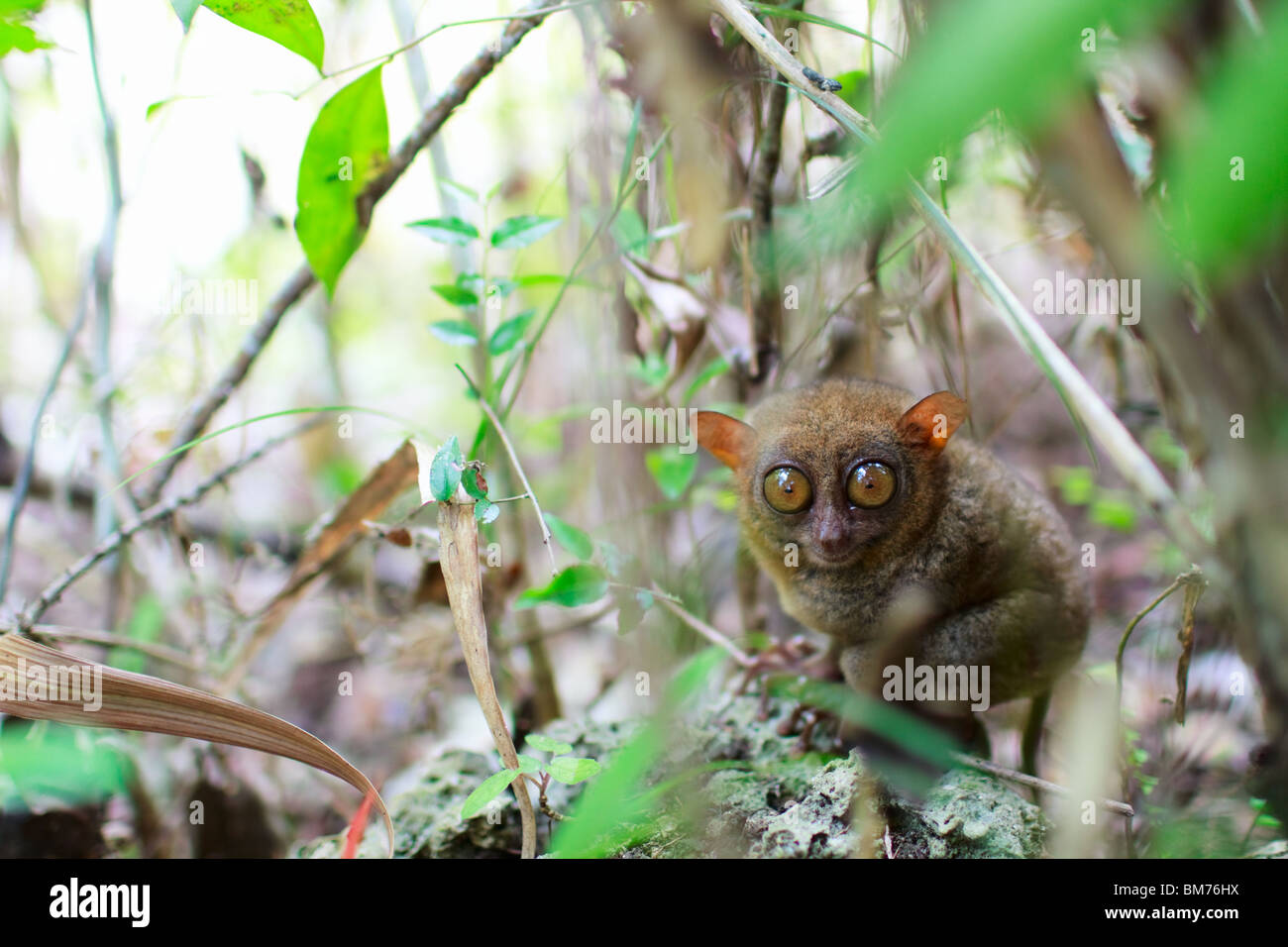Cute tarsier hi-res stock photography and images - Alamy