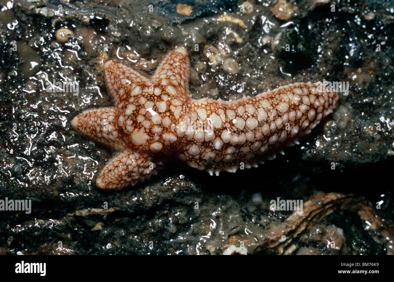 Starfish Regeneration Video