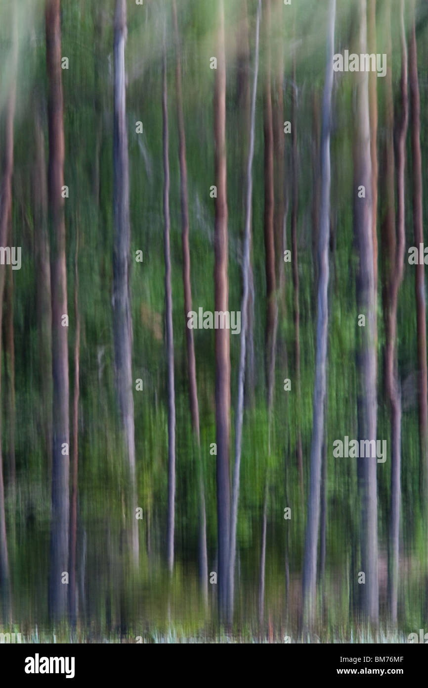 Reflection of forest Stock Photo - Alamy