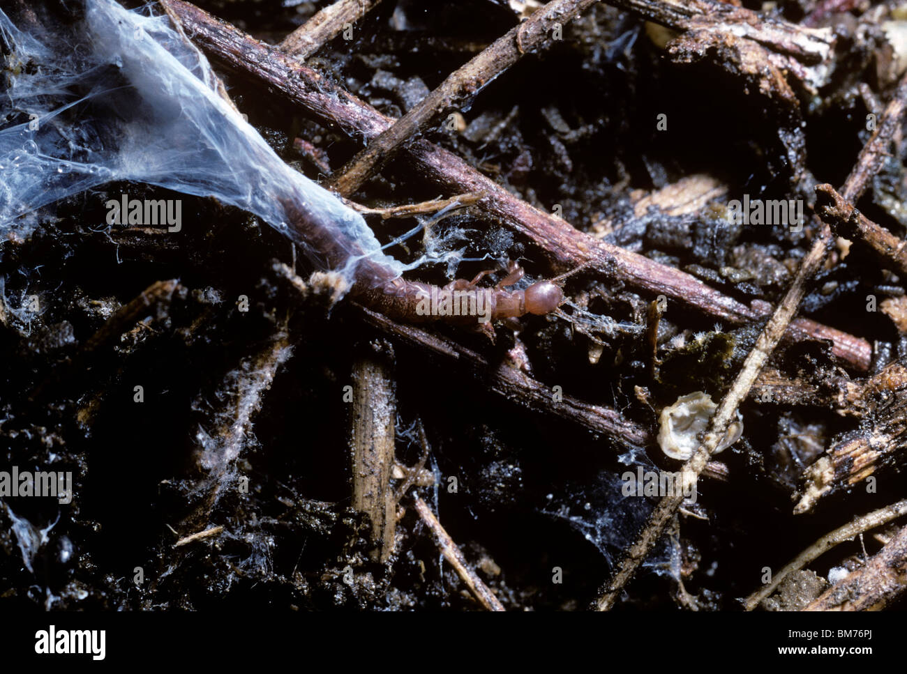 Webspinner (Embia ramburi) female Spain Stock Photo - Alamy
