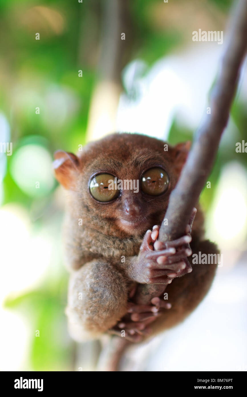 Tarsier hi-res stock photography and images - Alamy