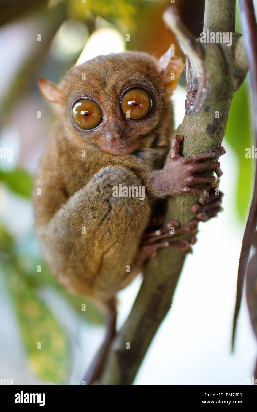 Cute tarsier hi-res stock photography and images - Alamy