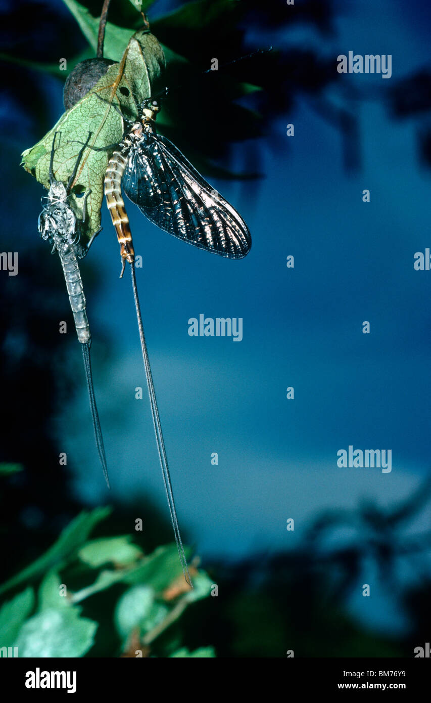 Green Drake Mayfly Stock Photos & Green Drake Mayfly Stock Images - Alamy