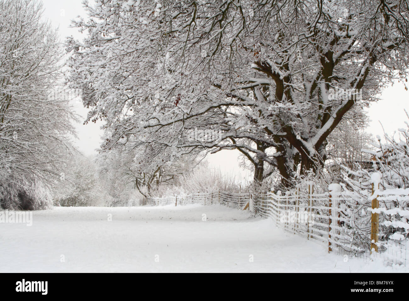 Winter snowfall in Tinker Woods, Downley, High Wycombe, Buckinghamshire ...