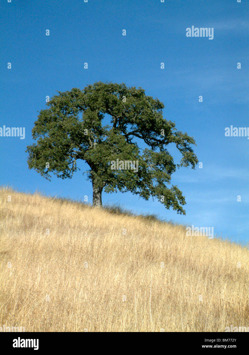 Single Hillside Oak Tree Stock Photo - Alamy