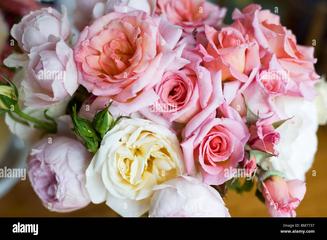 Old english roses hi-res stock photography and images - Alamy