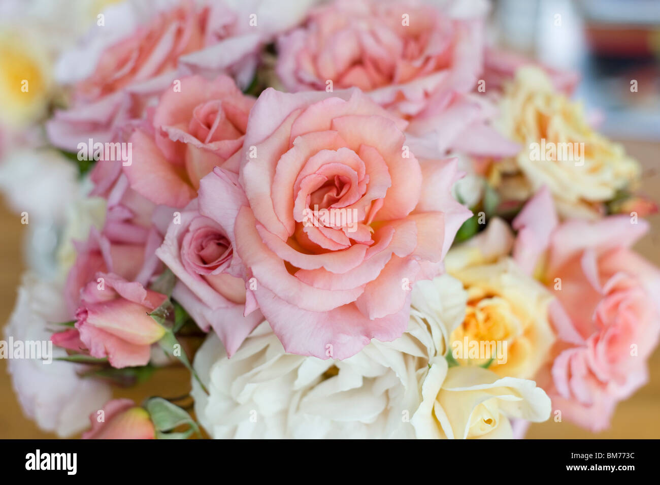 Old english roses hi-res stock photography and images - Alamy