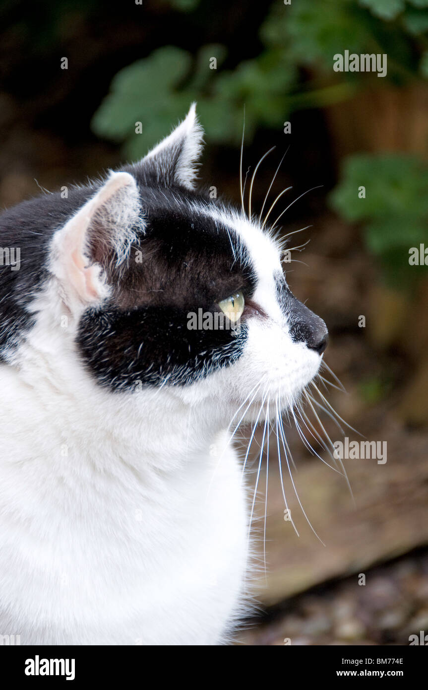 Contented black and white cat Stock Photo - Alamy