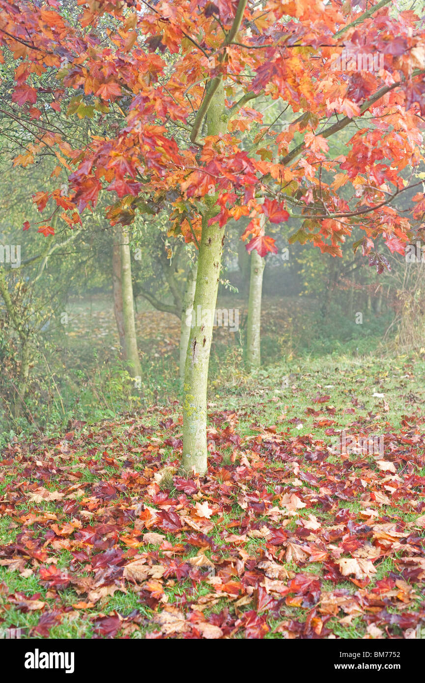 Small maple tree hi-res stock photography and images - Alamy