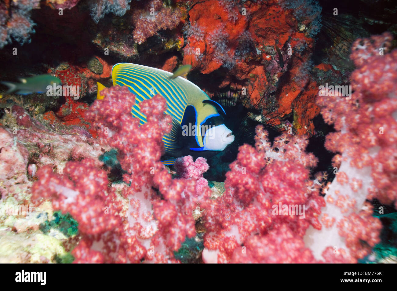 Emperor angelfish (Pomacanthus imperator) with a Bluestreak cleaner ...