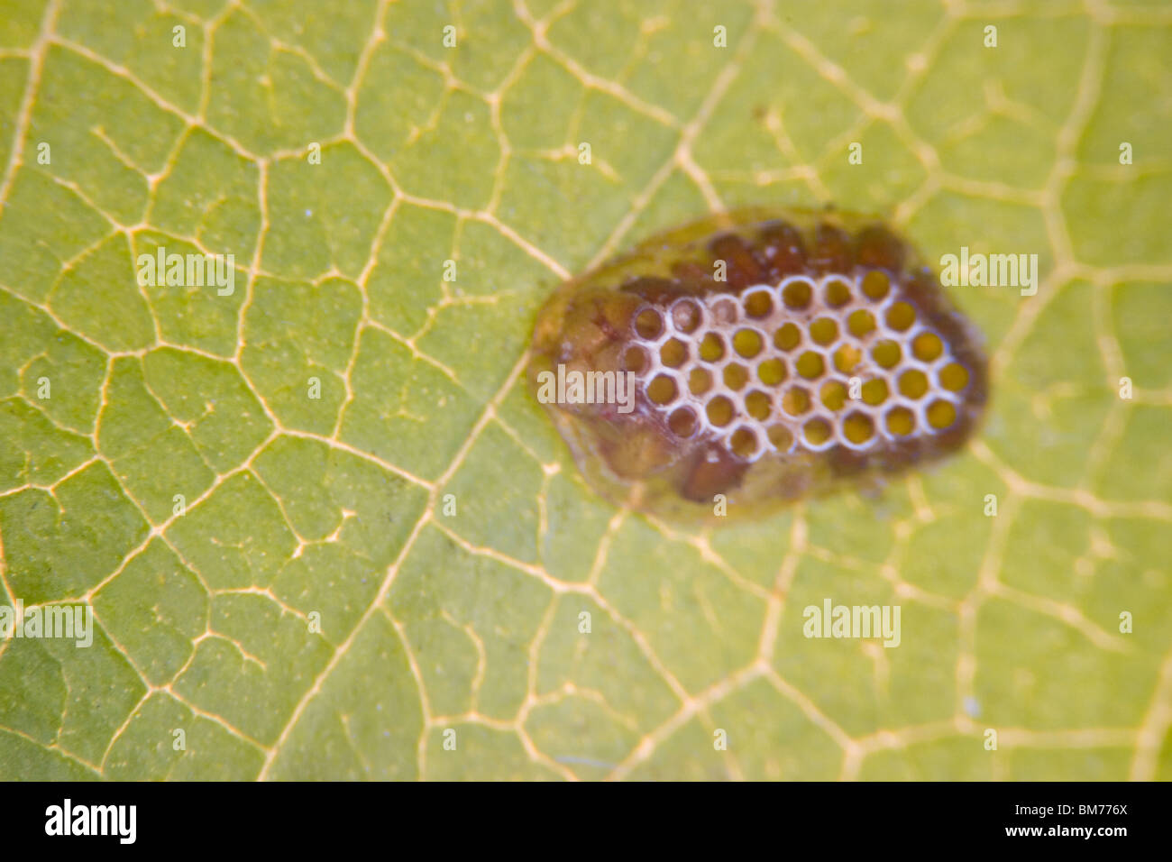 Ground nest wasp hi-res stock photography and images - Alamy