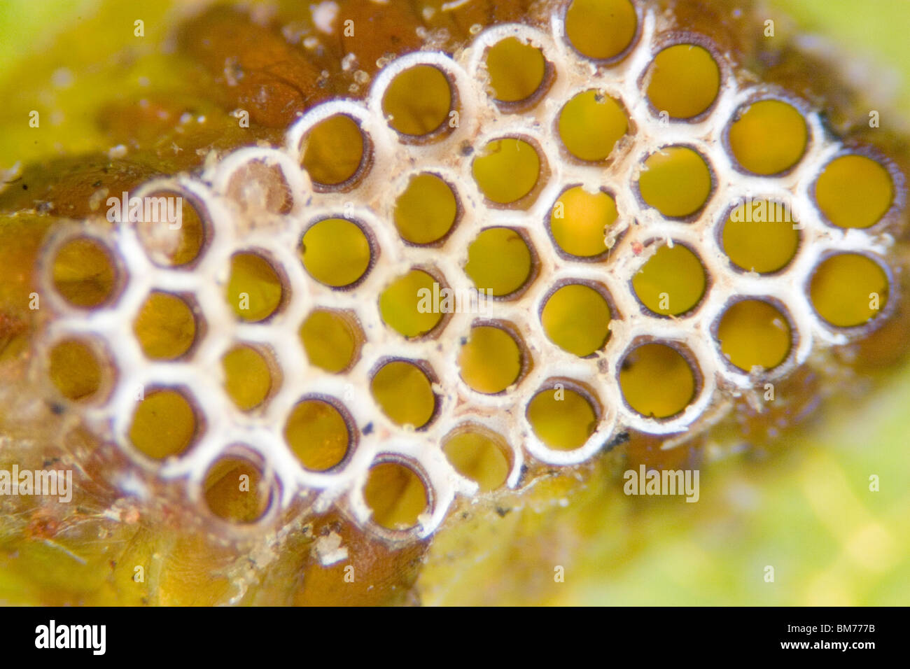 Microscopic Wasp Nest on Leaf Stock Photo - Alamy