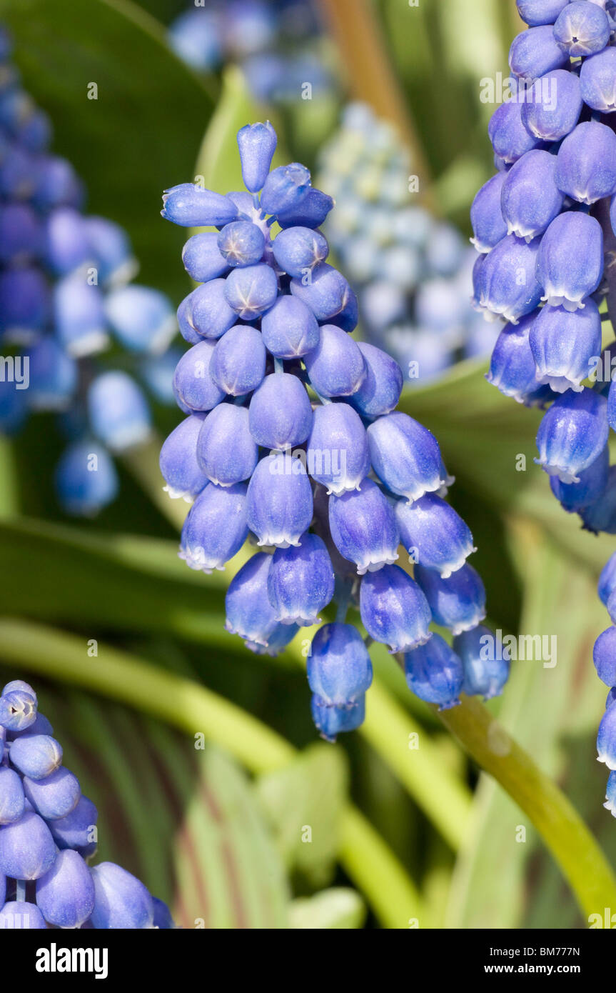 Bright blue flowers of Muscari armeniacum, grape hyacinth, in spring ...