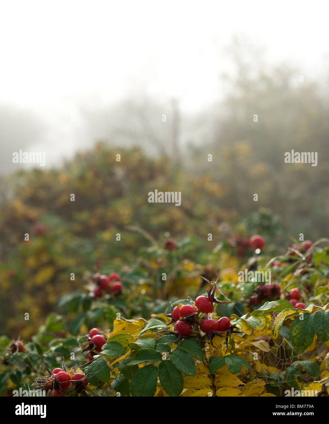 Rosa morning mist hi-res stock photography and images - Alamy