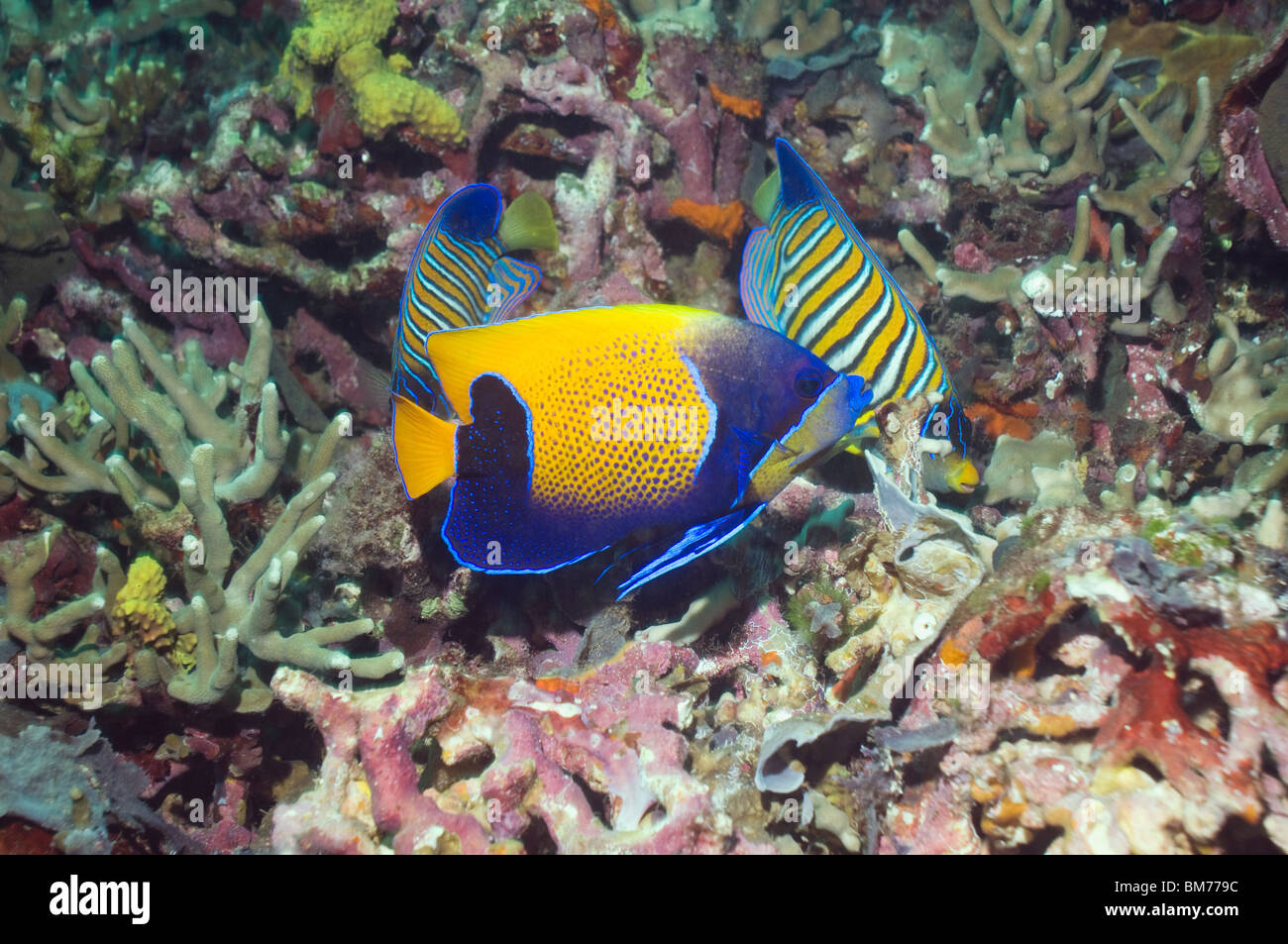 Blue-girdled angelfish (Pomacanthus navarchus) and Regal angelfish ...