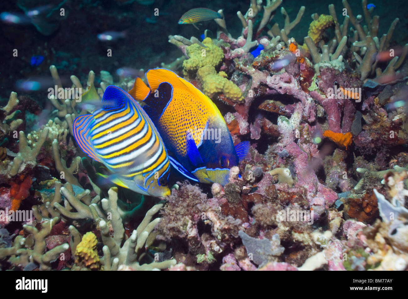 Blue-girdled angelfish (Pomacanthus navarchus) and Regal angelfish ...