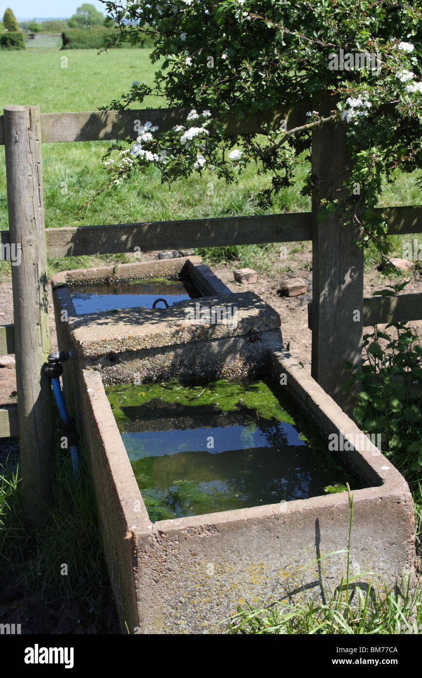 Farm water trough hi-res stock photography and images - Alamy