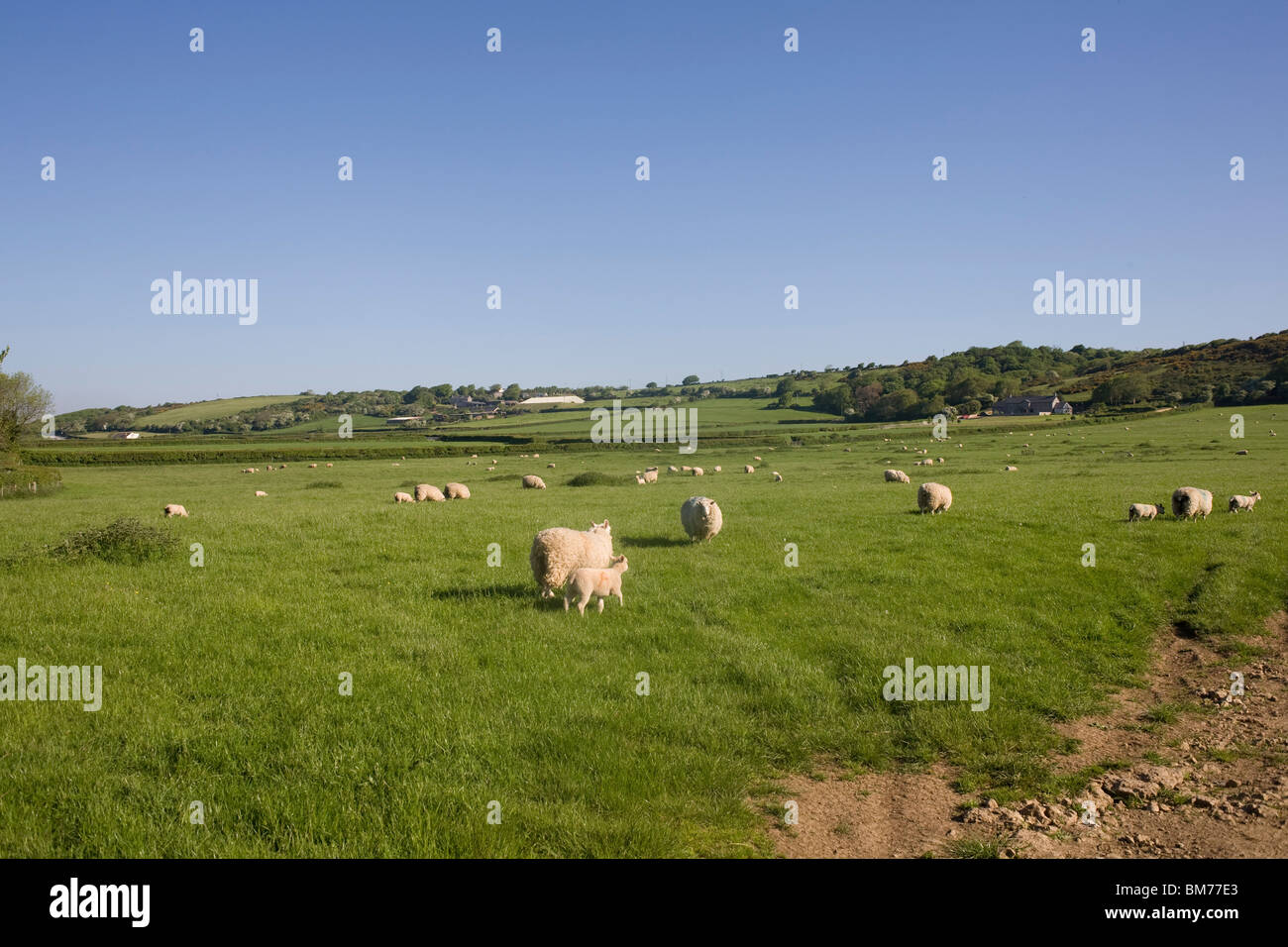 Welsh Farm Fields High Resolution Stock Photography and Images - Alamy