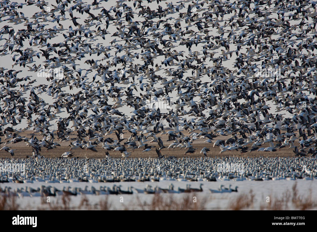 snow geese migration north flight takeoff regina saskatchewan canada ...