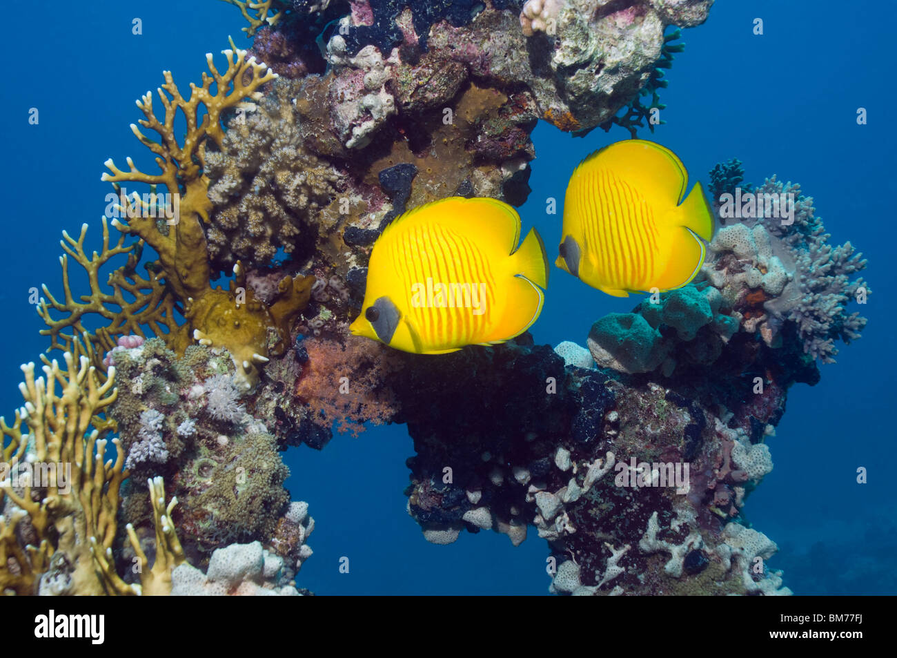 Golden butterflyfish (Chaetodon semilarvatus) pair. Egytp, Red Sea ...