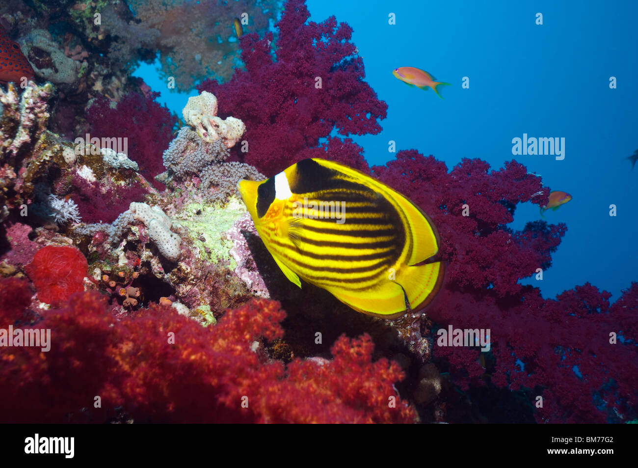 Red Sea raccoon butterflyfish (Chaetodon fasciatus). Egypt, Red Sea ...