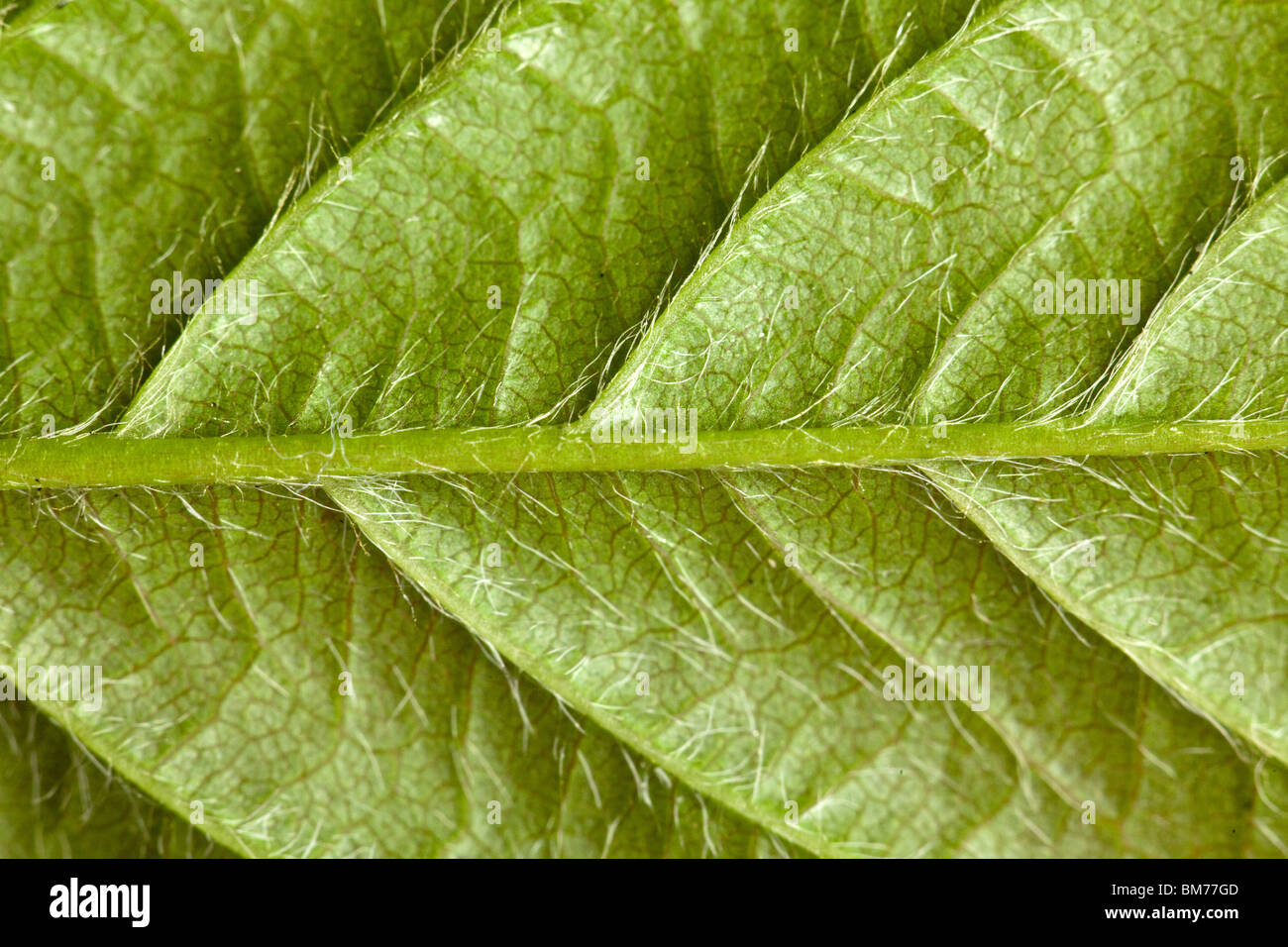 the texture of green leaf Stock Photo - Alamy