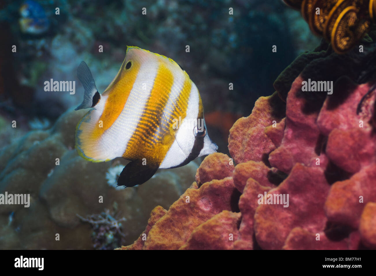 Banded colours hi-res stock photography and images - Alamy