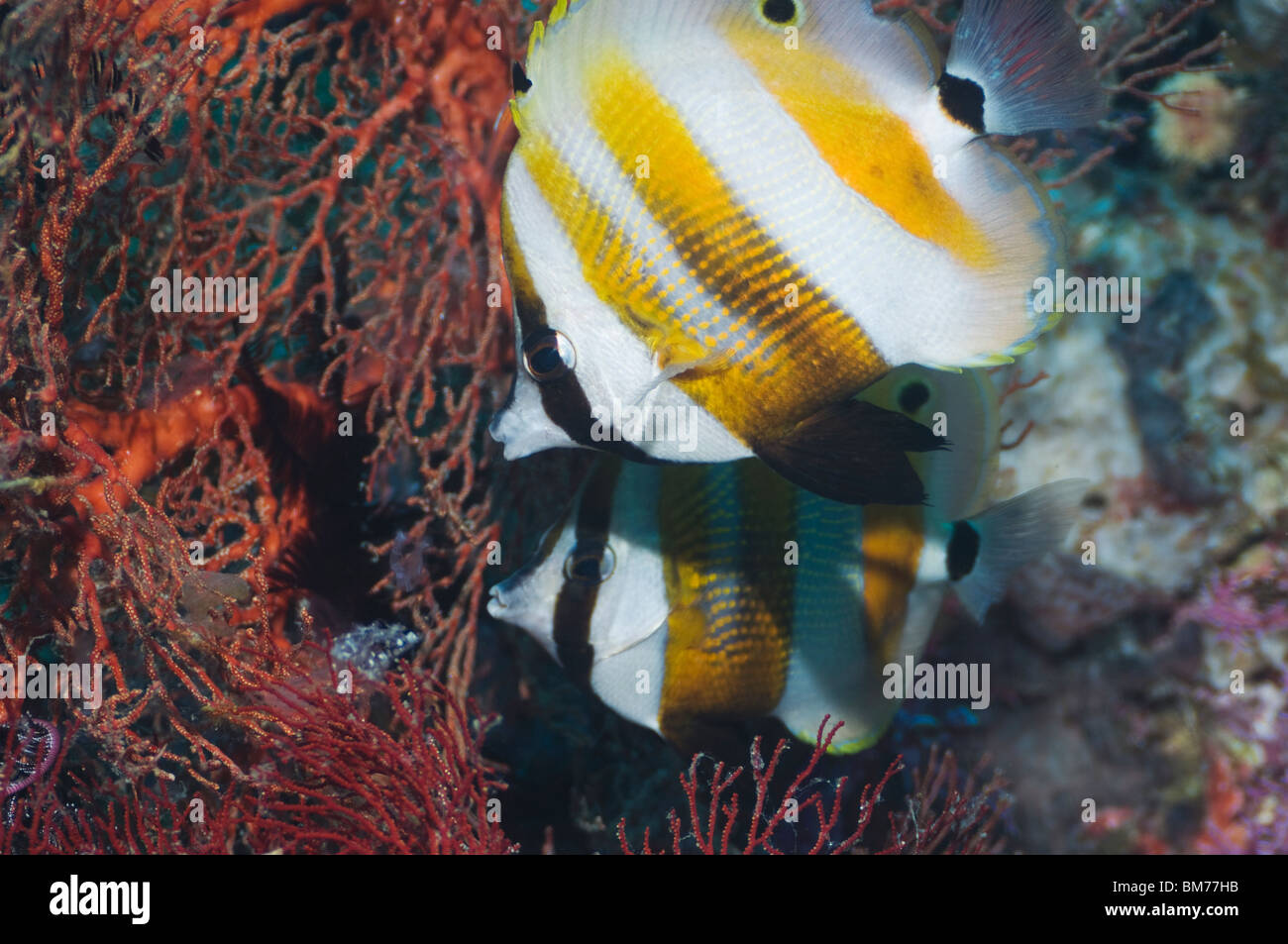 Orange-banded coralfish (Coradion chrysozonus) pair feeding on ...