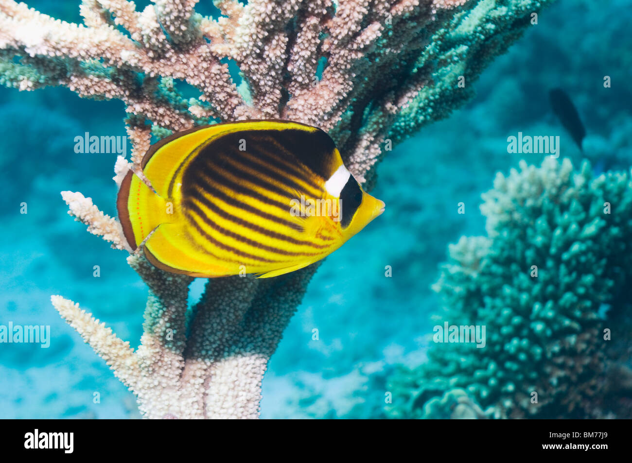 Red Sea raccoon butterflyfish (Chaetodon fasciatus). Egypt, Red Sea ...