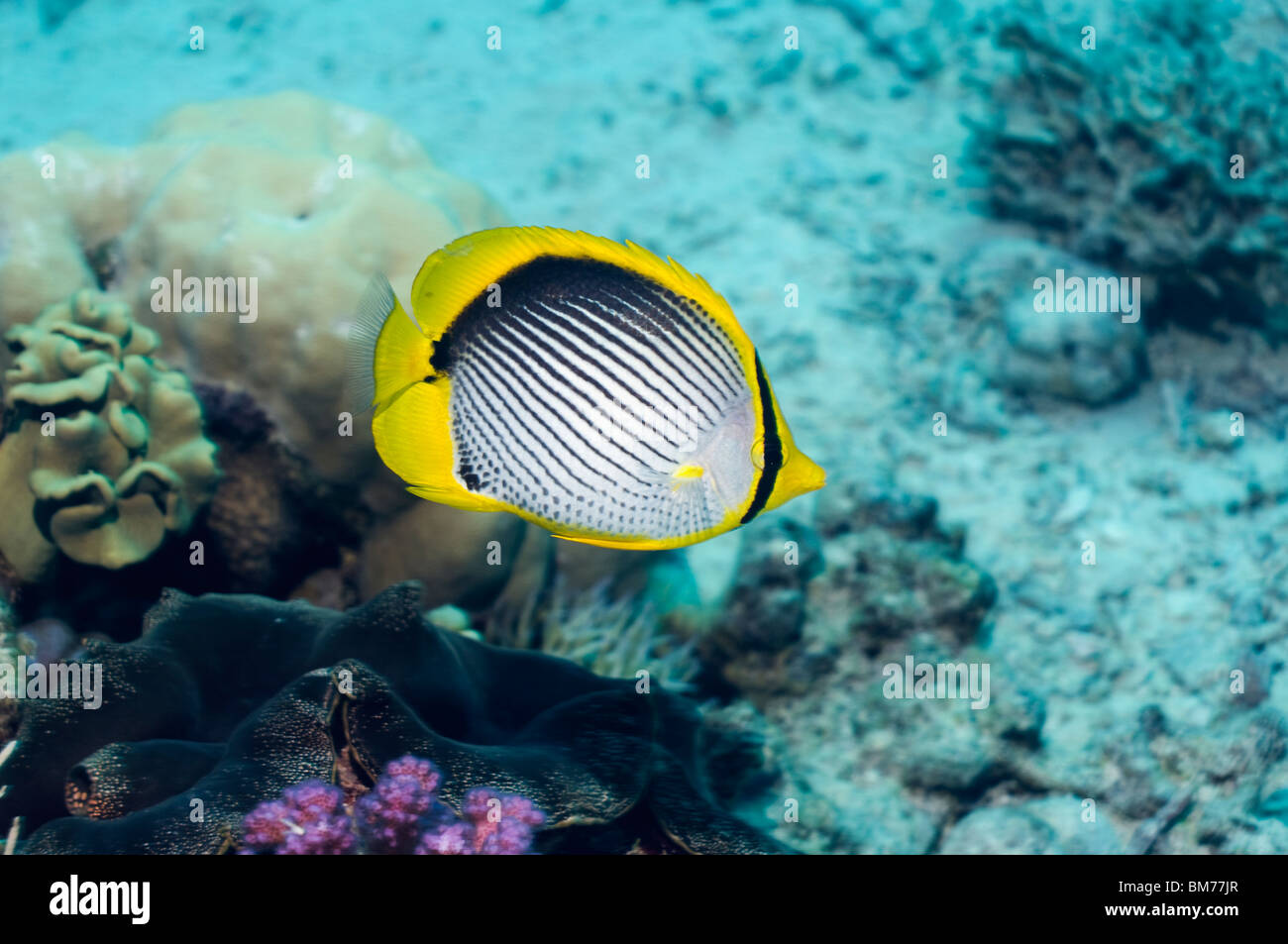 Black-backed butterflyfish (Chaetodon melannotus). Egypt, Red Sea Stock ...