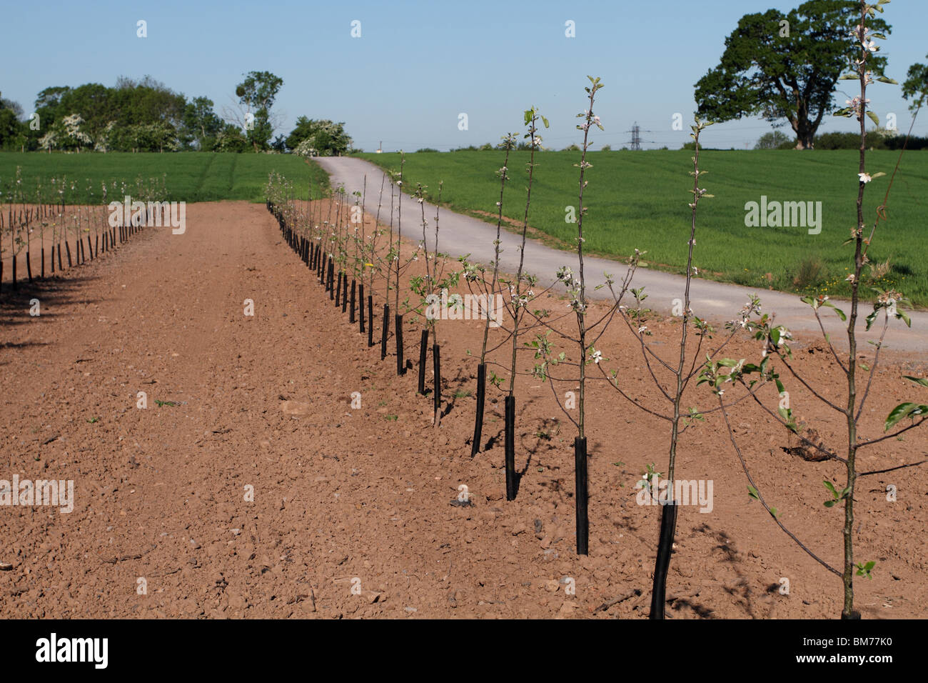 Lines of new young cider trees Stock Photo - Alamy